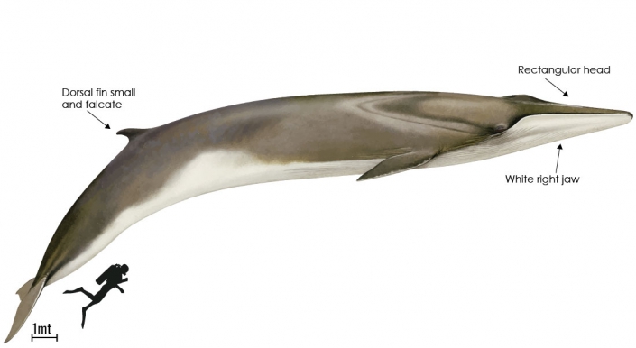 Fin whale - Ionian Dolphin Project