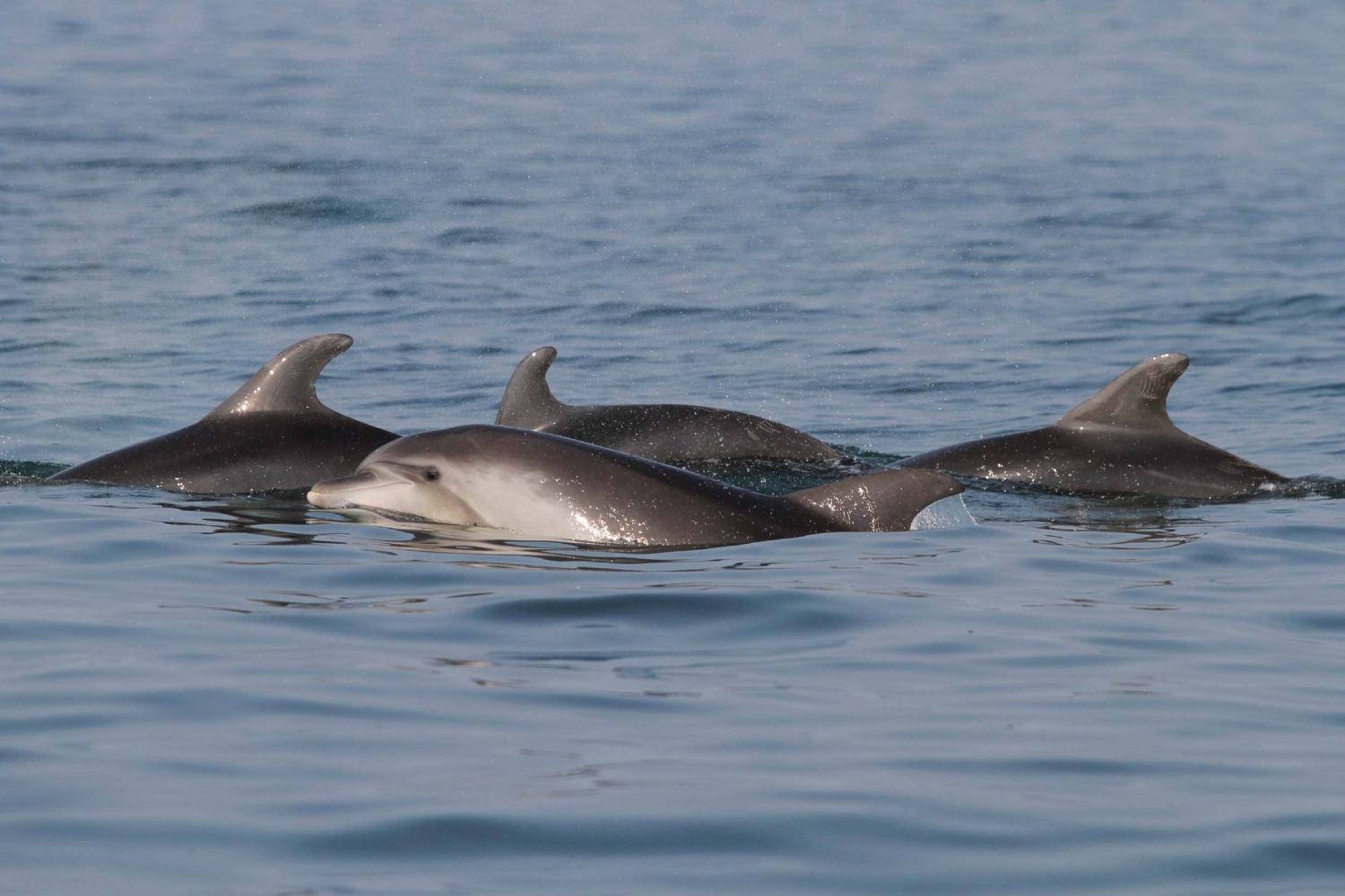 Bottlenose dolphin - Ionian Dolphin Project