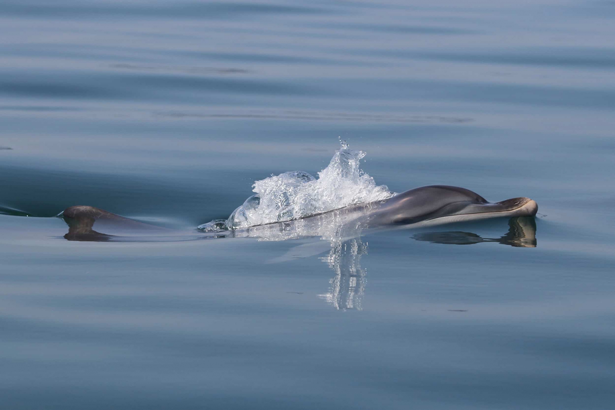 Ionian Dolphin Project - Dolphins and monk seals in Greece