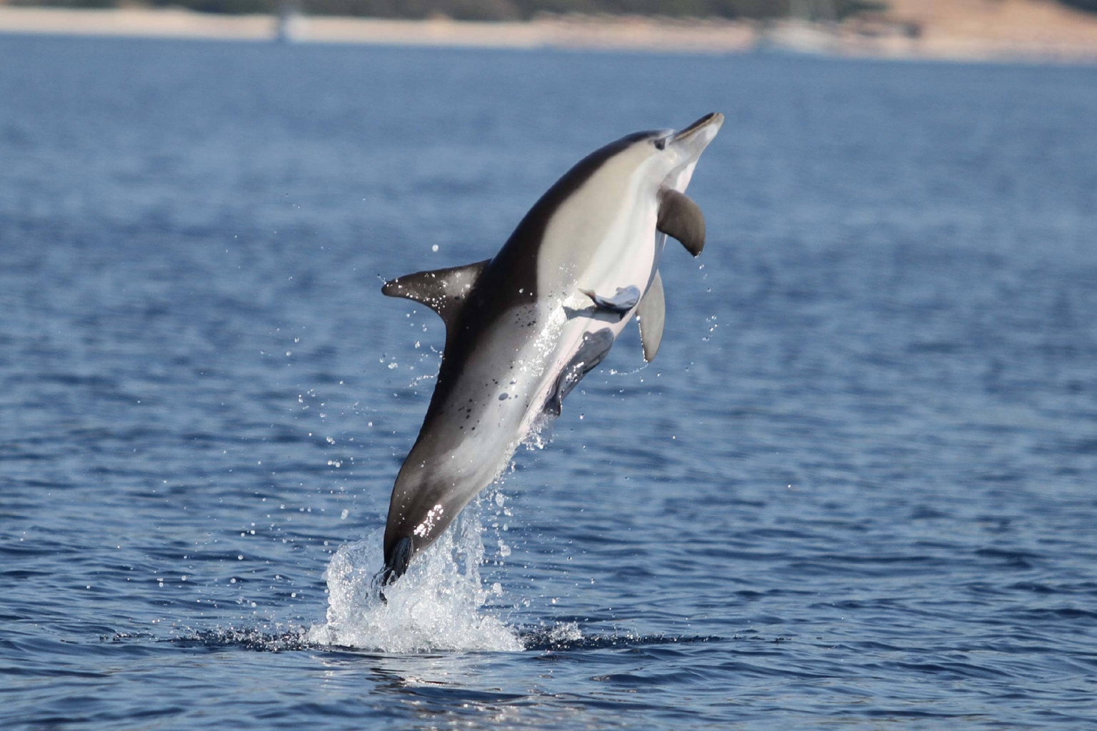 Common dolphin - Ionian Dolphin Project