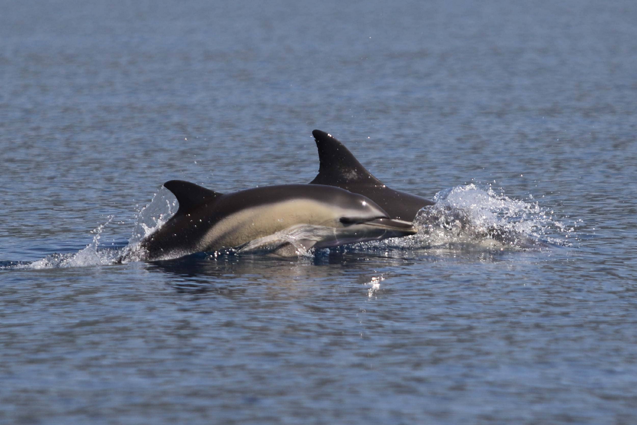 Common dolphin - Ionian Dolphin Project