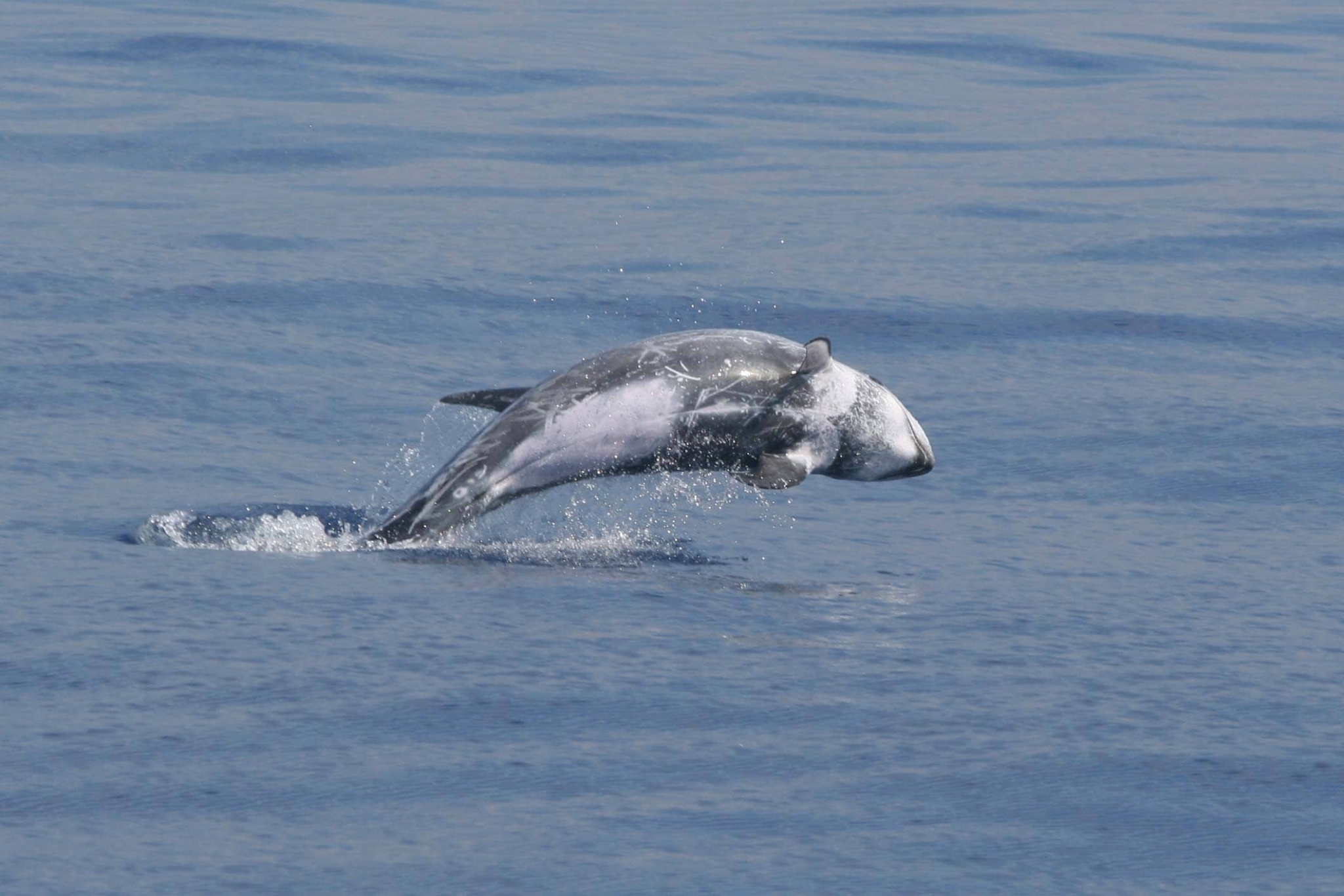 Risso's dolphin - Ionian Dolphin Project