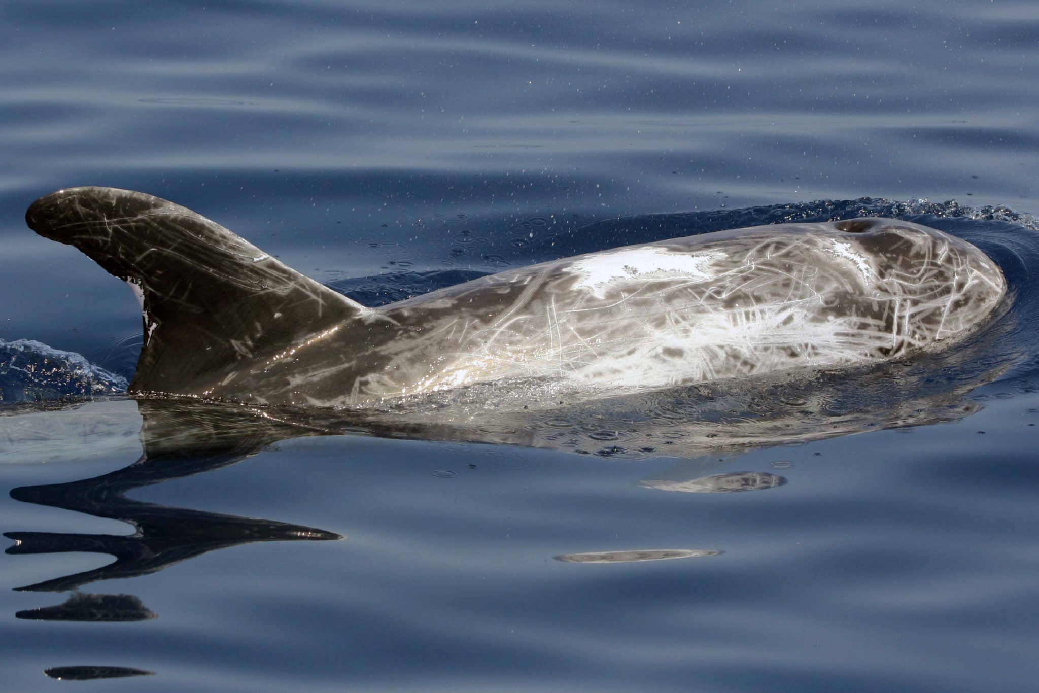 Risso's dolphin - Ionian Dolphin Project