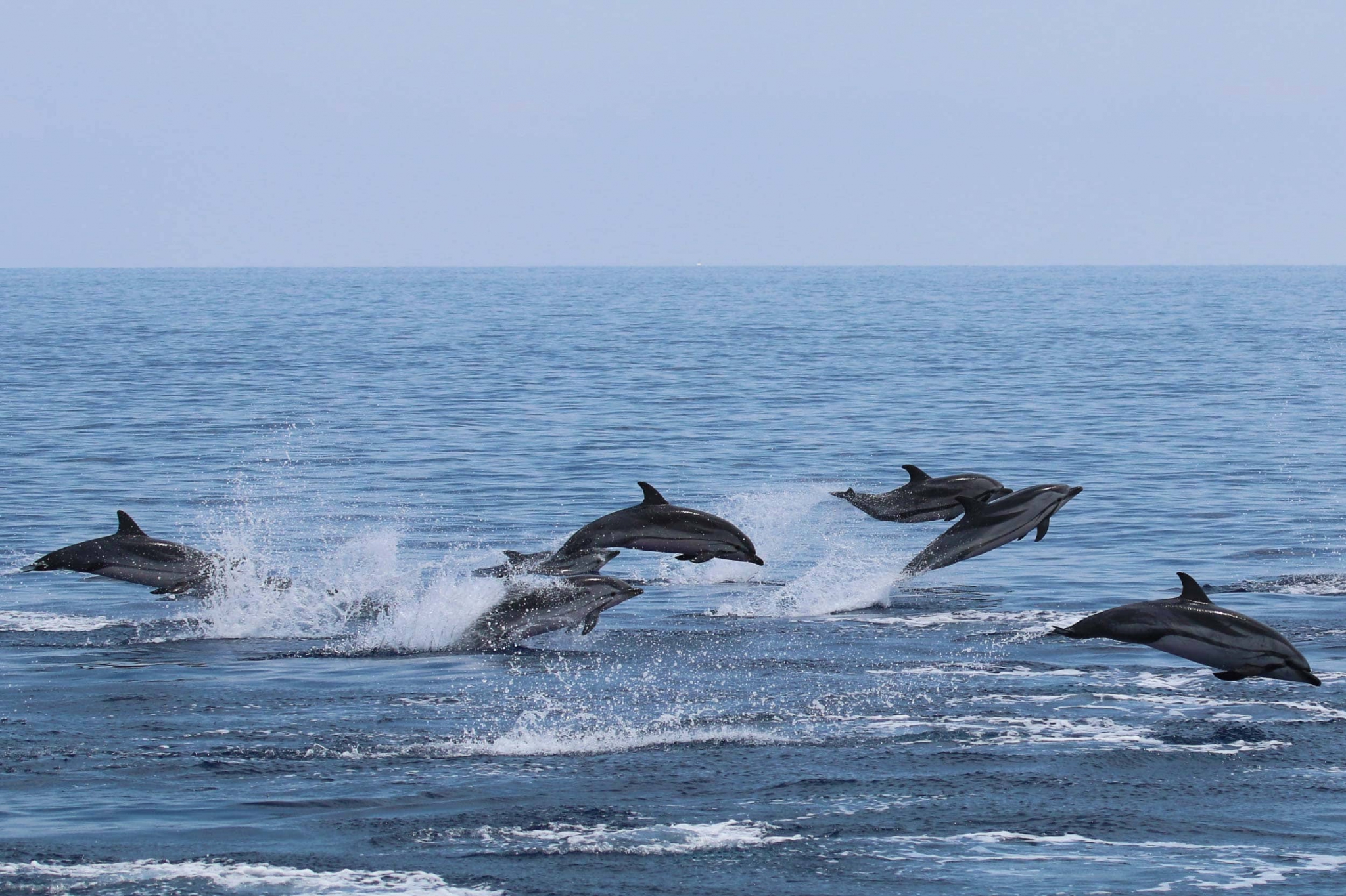 Striped dolphin - Ionian Dolphin Project