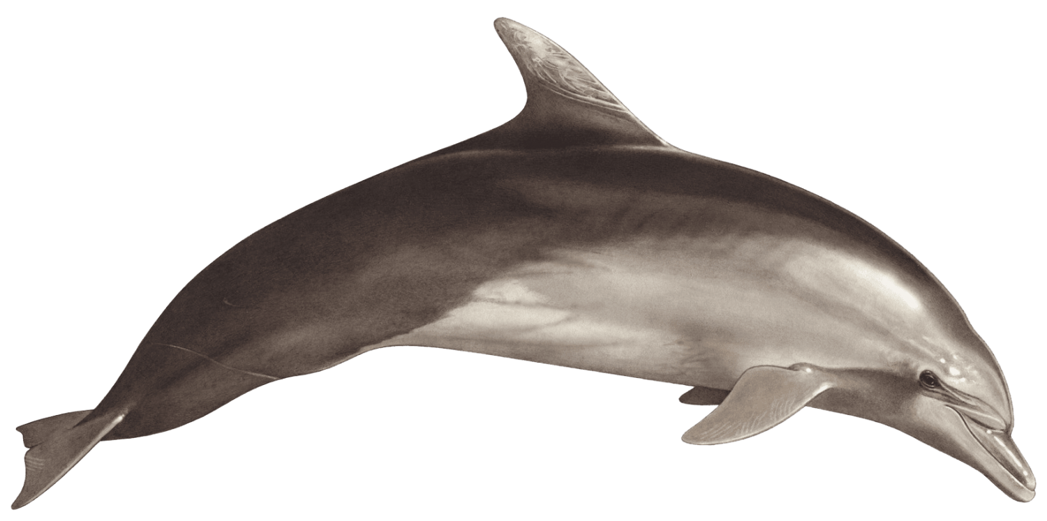 Target species - Ionian Dolphin Project