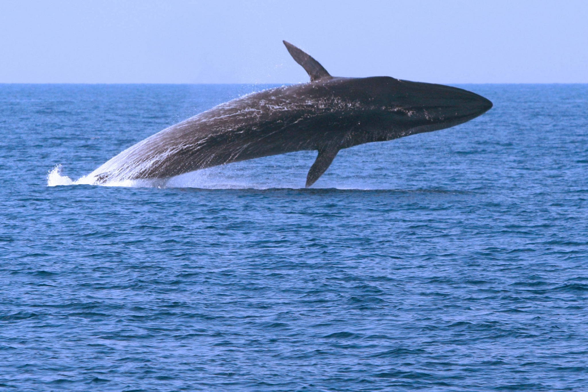 Fin whale - Ionian Dolphin Project