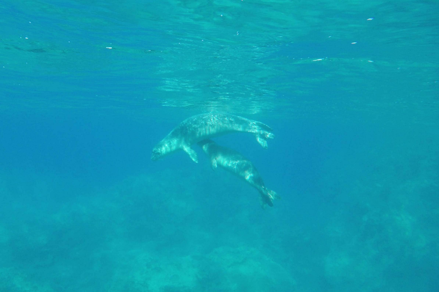 Mediterranean Monk seal - Ionian Dolphin Project