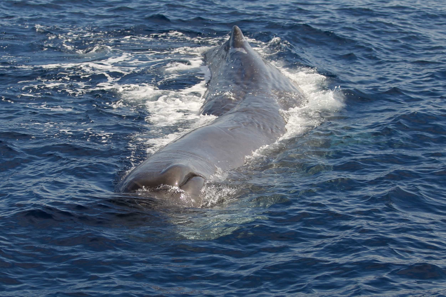 Sperm whale - Ionian Dolphin Project