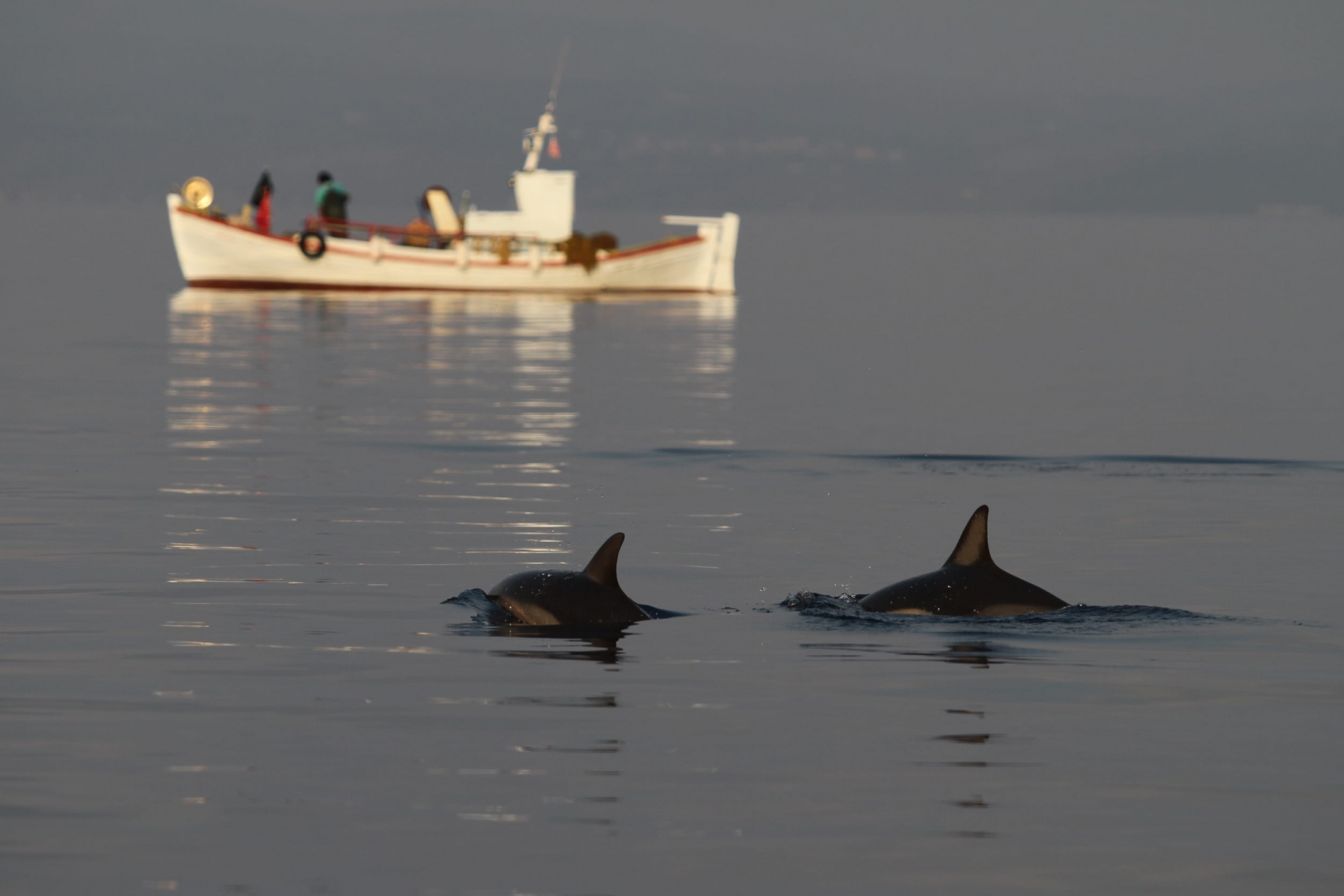 Ionian Dolphin Project - Dolphins and monk seals in Greece