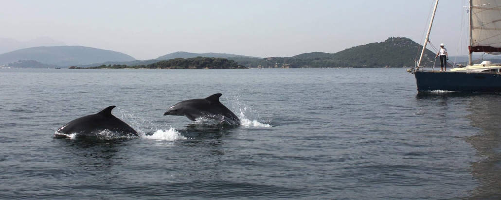 Public awareness - Ionian Dolphin Project